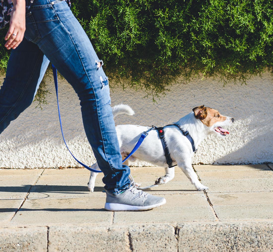 Mr Dogs – Paseos, entrenamiento y más para tu perro